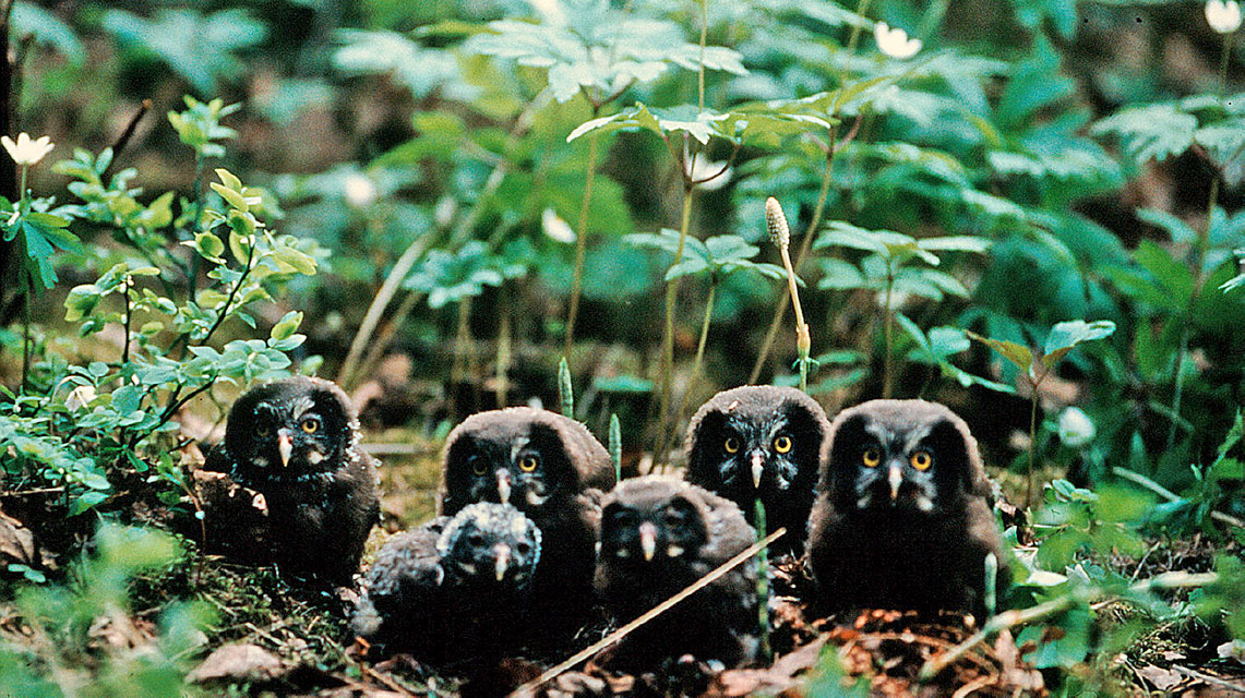 Hatlamminsuon lintuja - Riihimäki