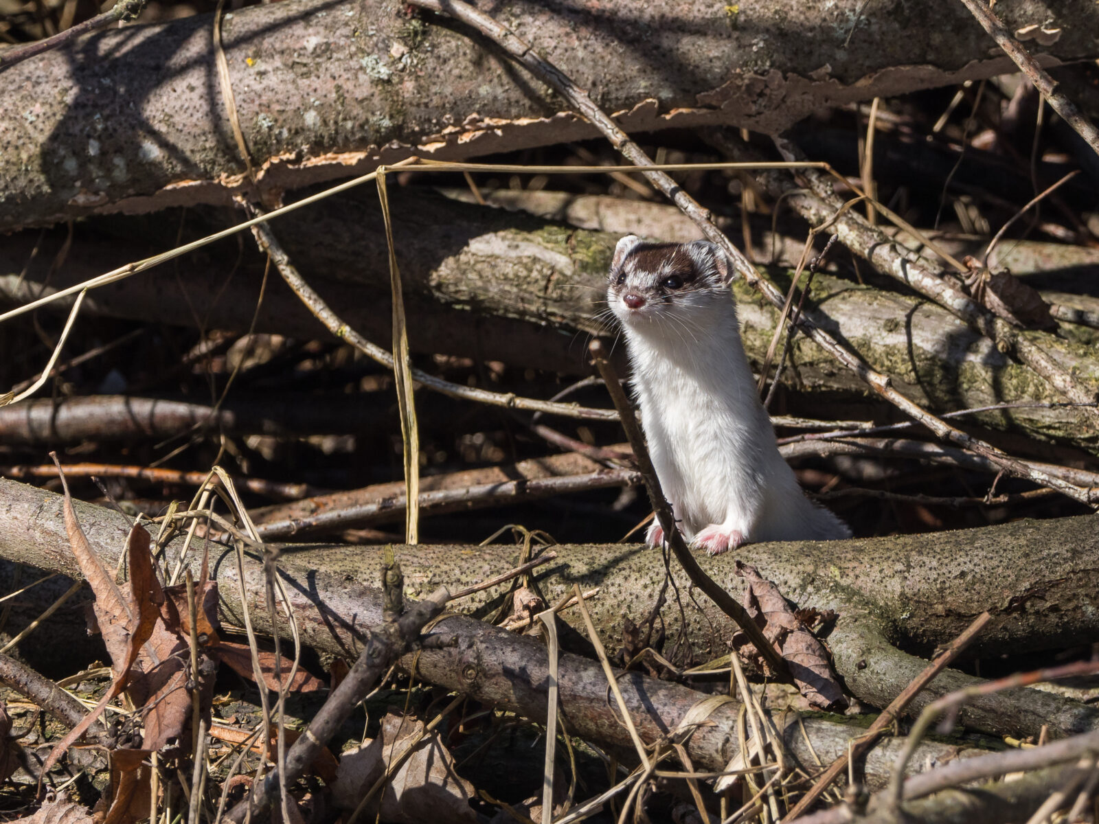 Kosteikon hyönteisiä ja eläimiä - Riihimäki